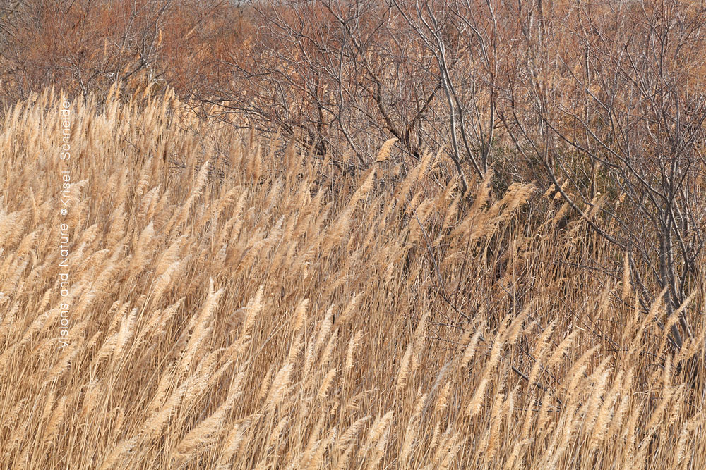 Intimate Landscape Photography | Visions and Nature