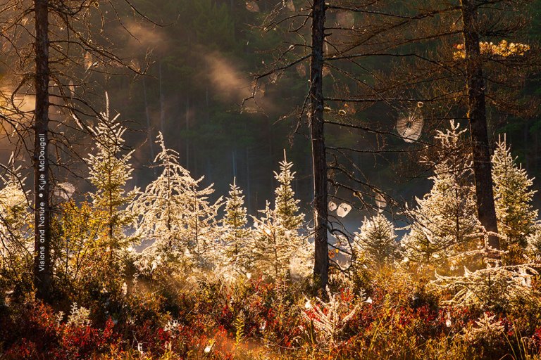 Intimate Landscape Photography | Visions and Nature